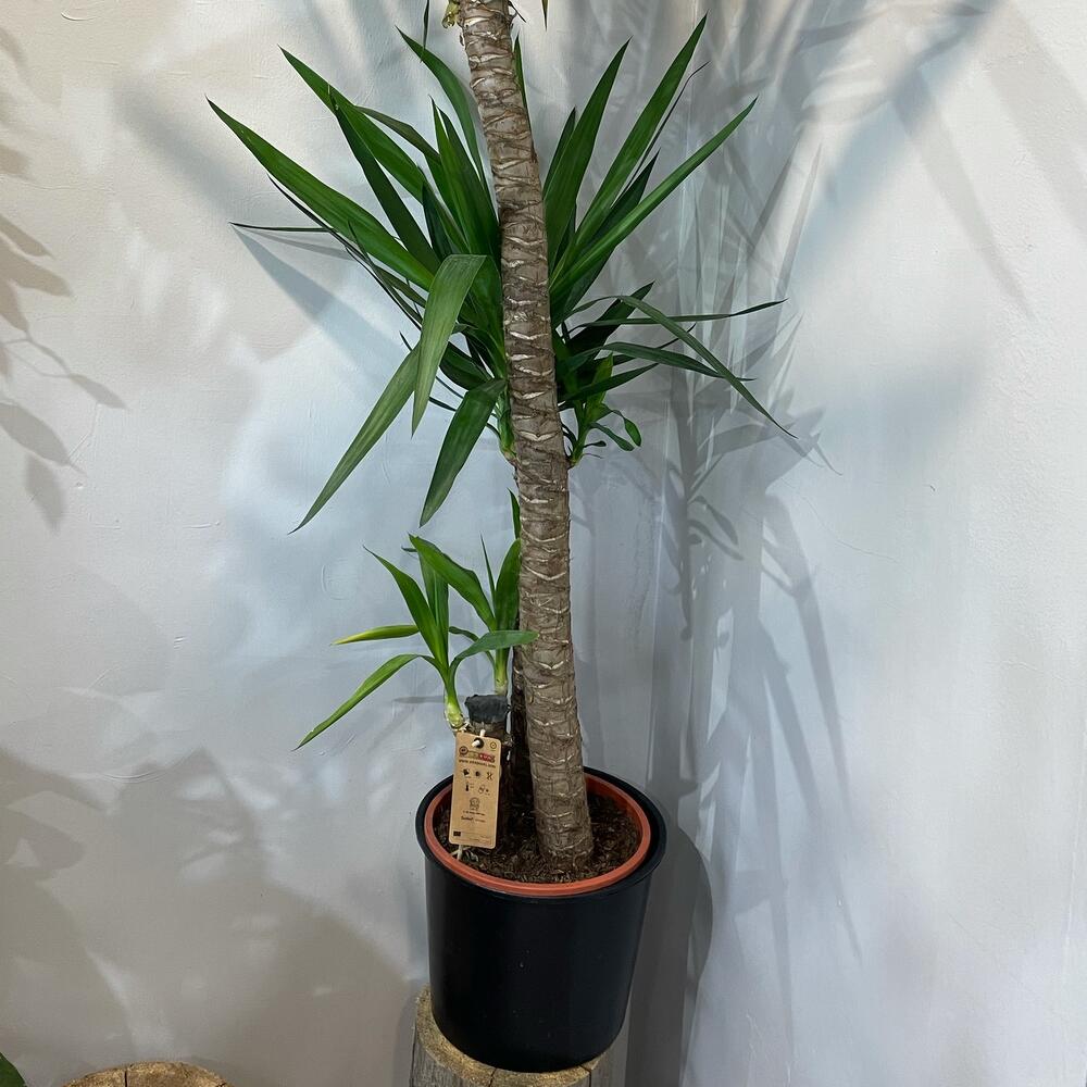 Дерево Юкка, Live Plants Moscow, buy at a price of 19000 RUB, Trees ...