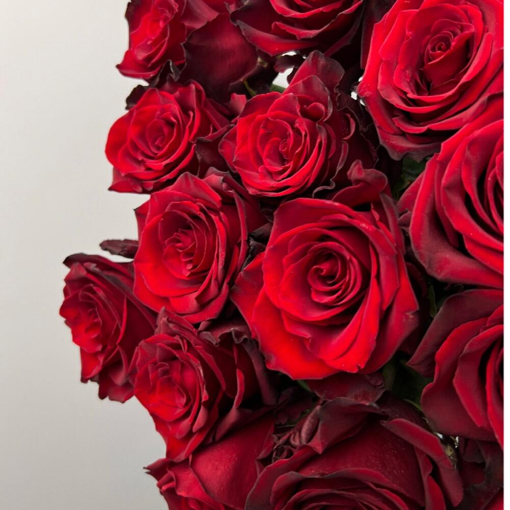 Роза Эксплорер, Flowers Moscow, Russia, buy at a price of 6700 RUB ...