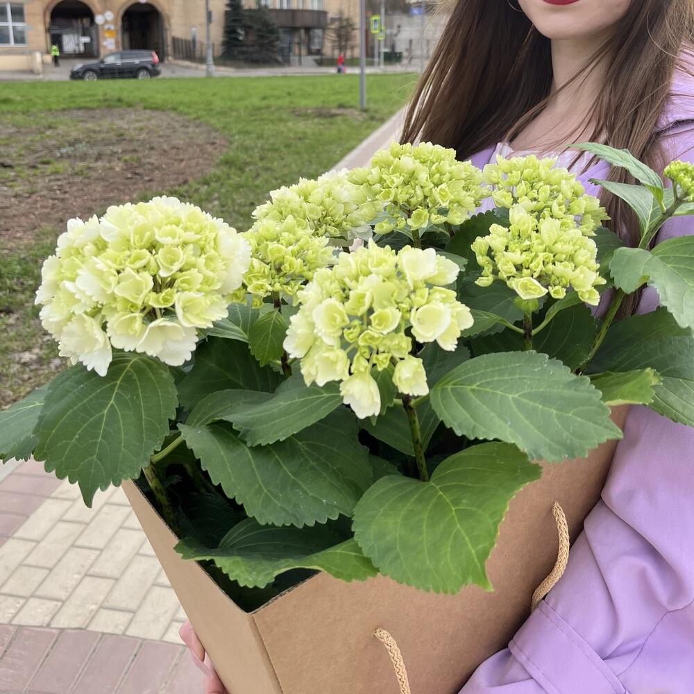 Белоснежная гортензия в подарок на 8 марта, порадует любую девушку ...