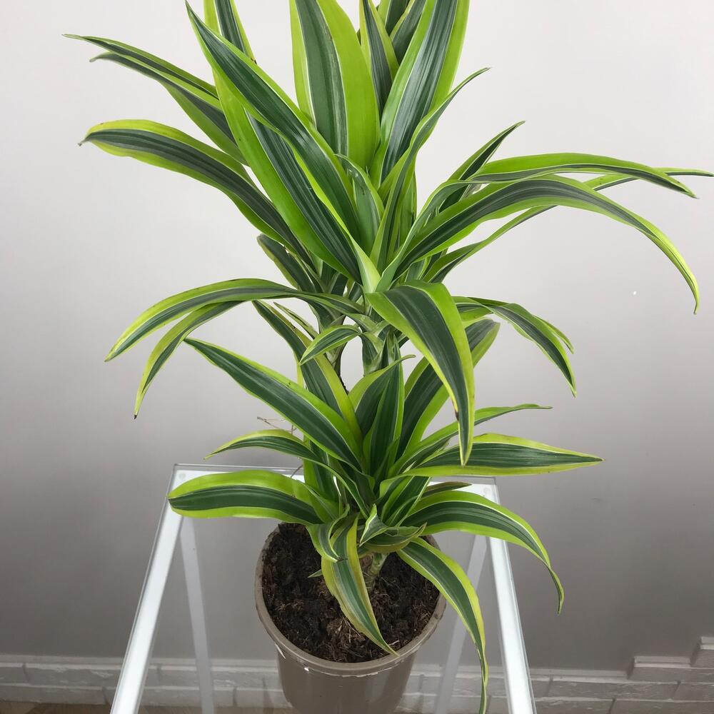 Драцена фрагранс лемон, Live Plants Krasnoyarsk, buy at a price of 3380 ...