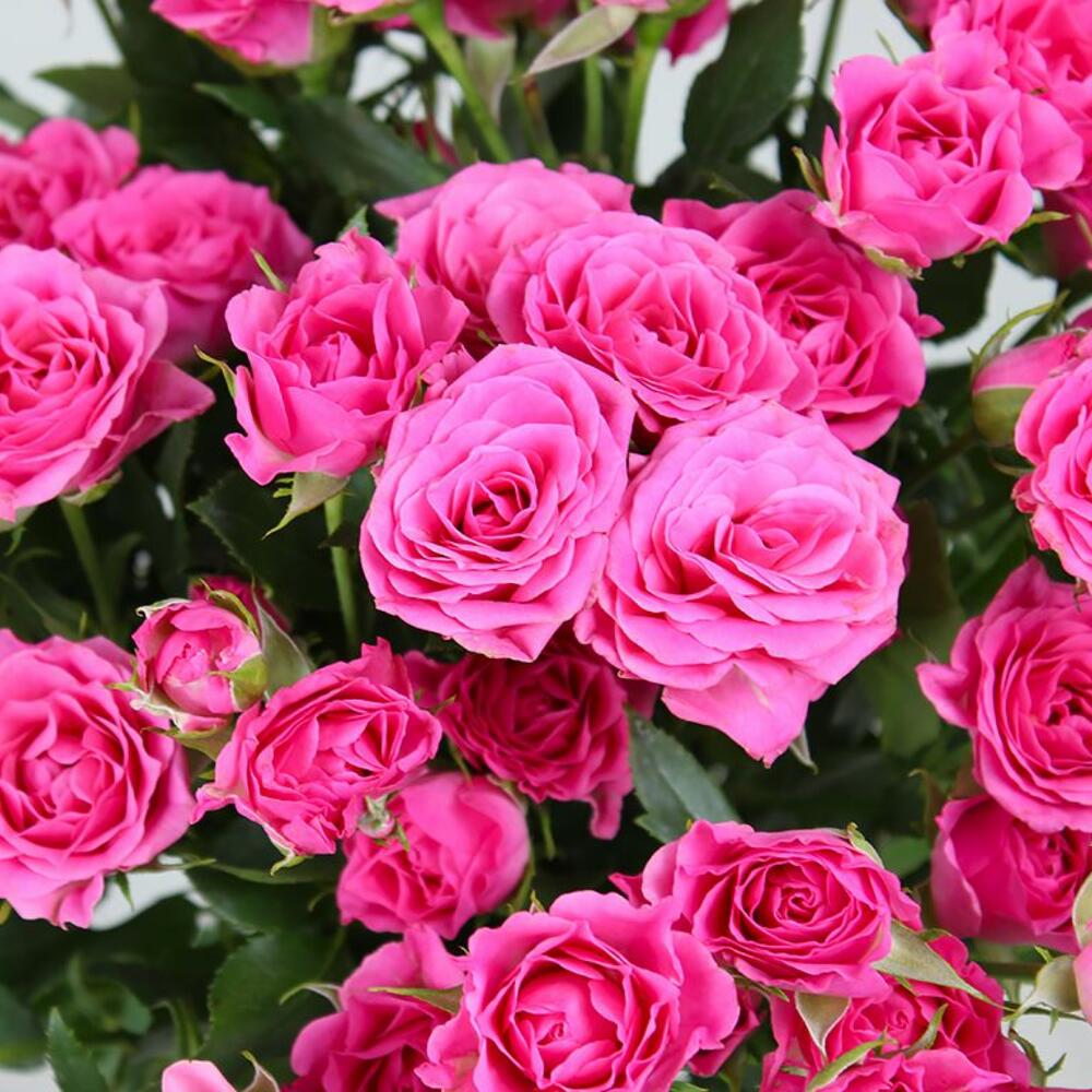 Букет 9 розовых кустовых роз 50 см, Flowers Moscow, Russia, buy at a ...