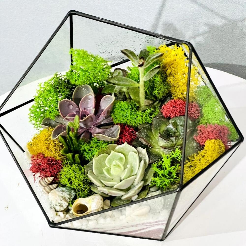 Флорариум геометрический с живыми цветами суккулентами, Живые растения ...