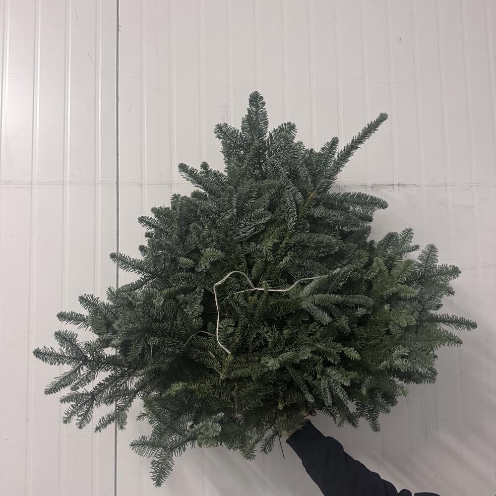 Банч из нобилиса, Цветы в Минске, купить по цене 180 BYN, Монобукеты в Бутик Букетик с доставкой ...