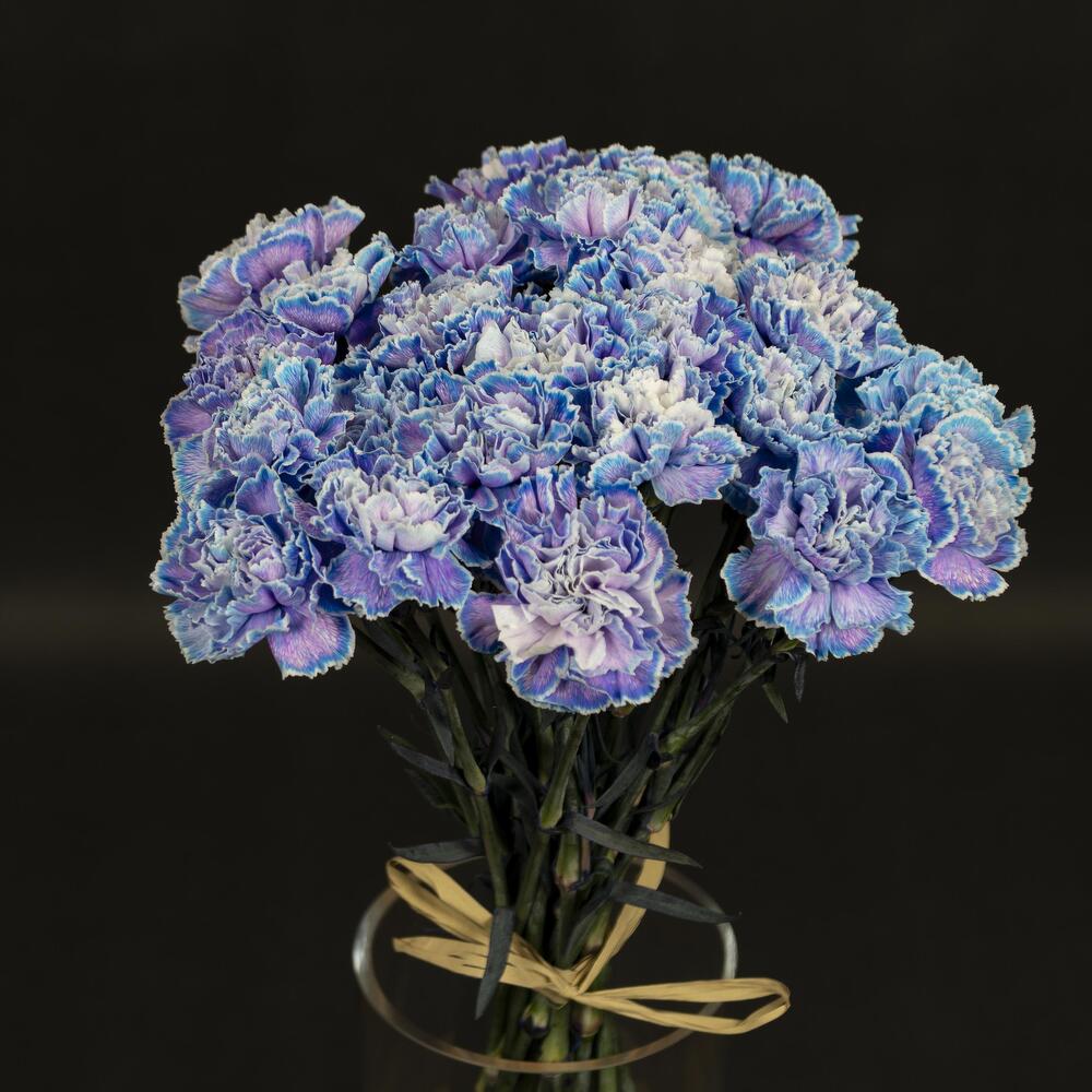25 Blue carnation, Flowers Warsaw, Masovian Voivodeship, Poland, buy at ...