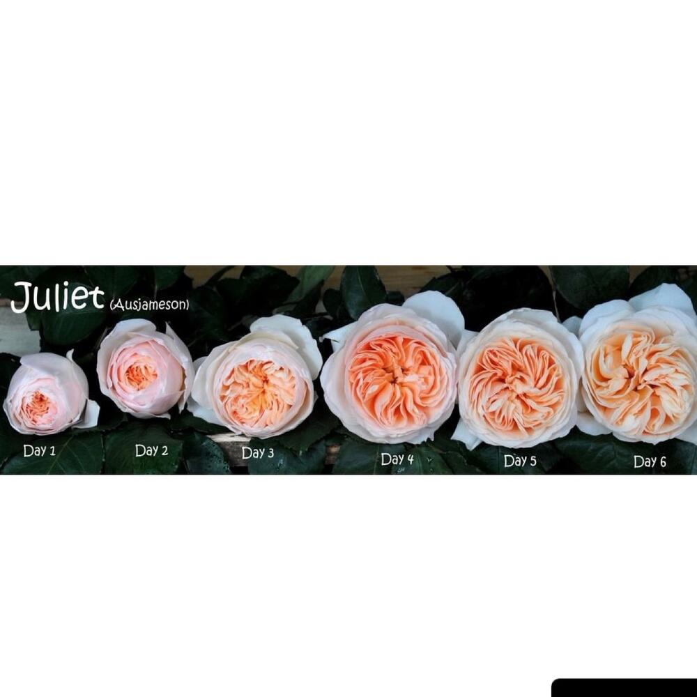Juliet Rose Bouquet
