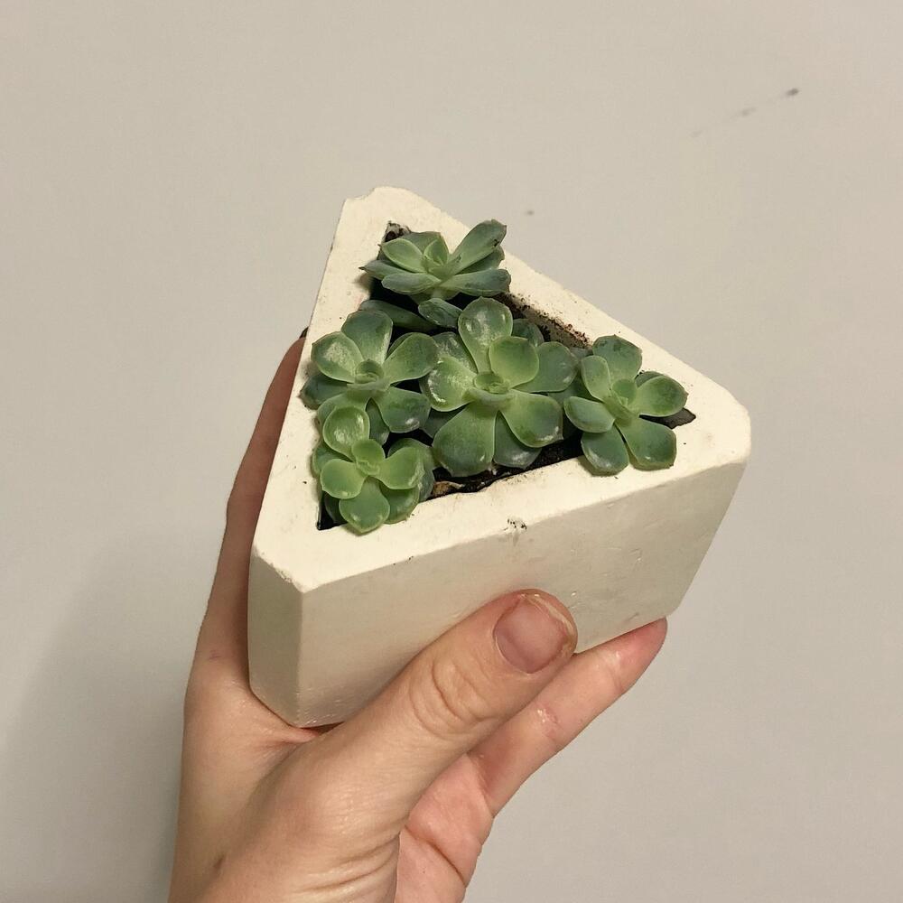 Садик суккулентов в бетонном кашпо, Live Plants Yekaterinburg, buy at a ...