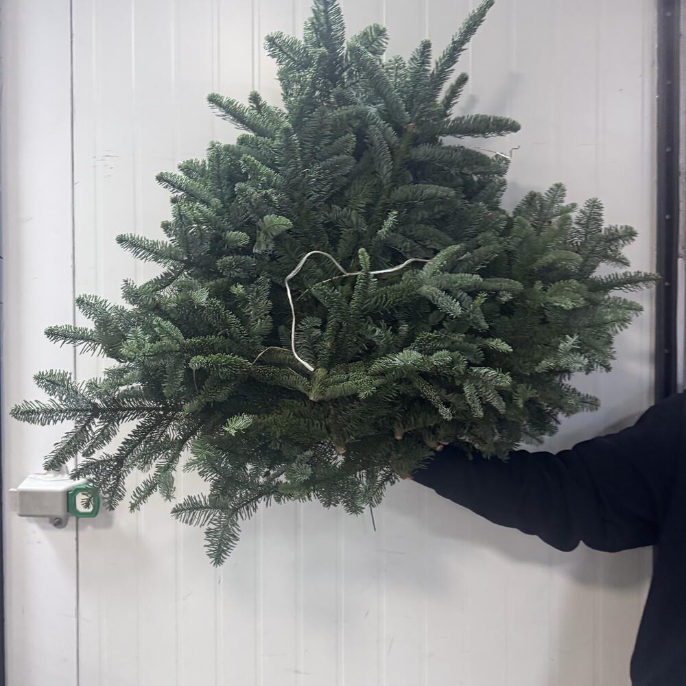 Банч из нобилиса, Цветы в Минске, купить по цене 180 BYN, Монобукеты в Бутик Букетик с доставкой ...