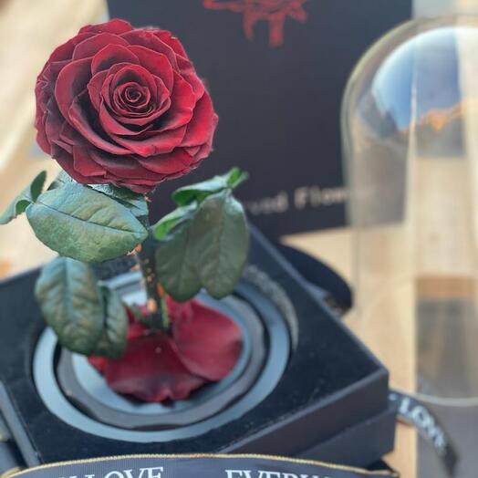 Dark red infinity rose, Flowers and presents Dubai, buy at a price of ...