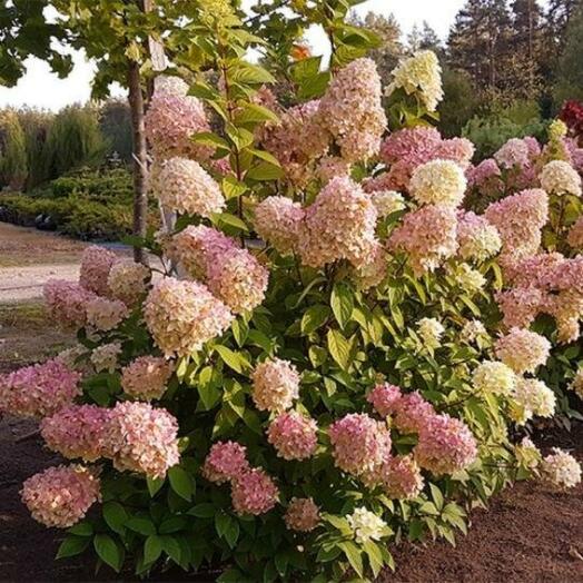 Гортензия метельчатая Меджикал Свит Саммер, Live Plants Moscow, buy at ...
