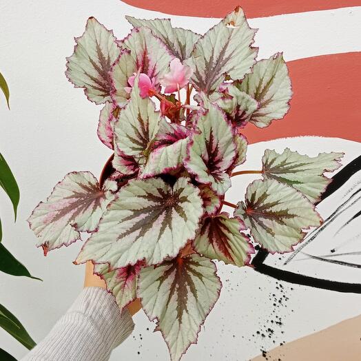 Бегония Рекс Fireworks, Живые растения в Шушарах, купить по цене 690 ...