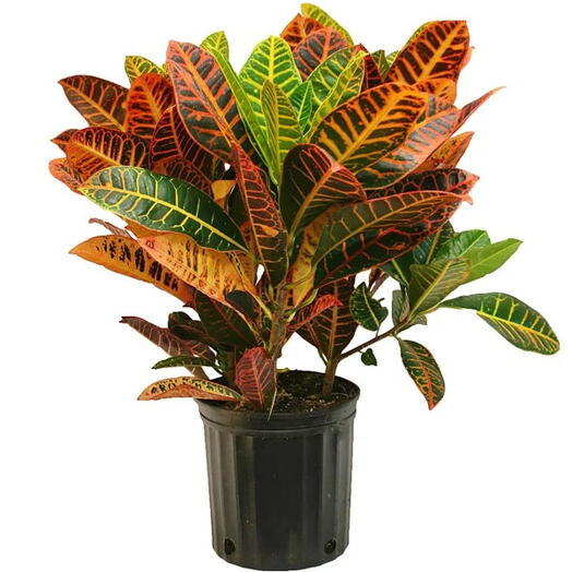 Croton – Codiaeum Variegatum – Garden Croton – Fire Croton – Variegated ...