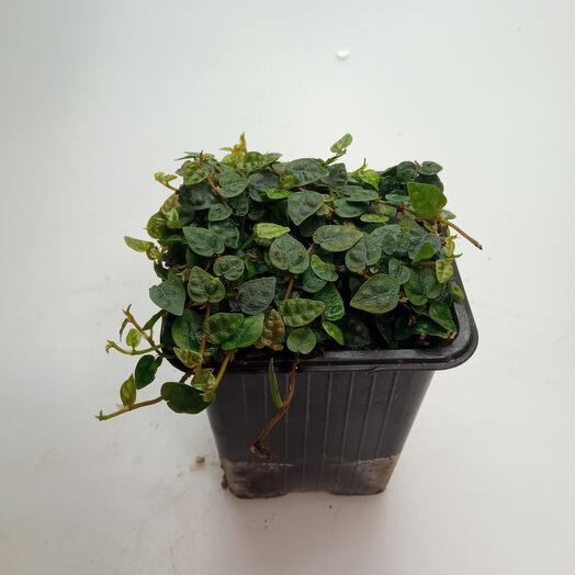 Ficus Pumila Minima, Live plants Moscow, buy at a price of 600 RUB ...