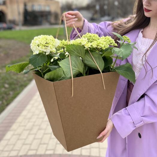 Белоснежная гортензия в подарок на 8 марта, порадует любую девушку ...