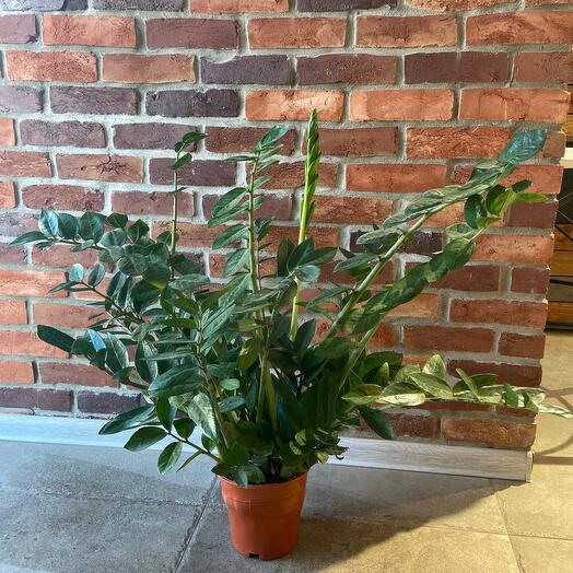 Комнатное растение замиакулькас, Live Plants Voronezh, buy at a price ...