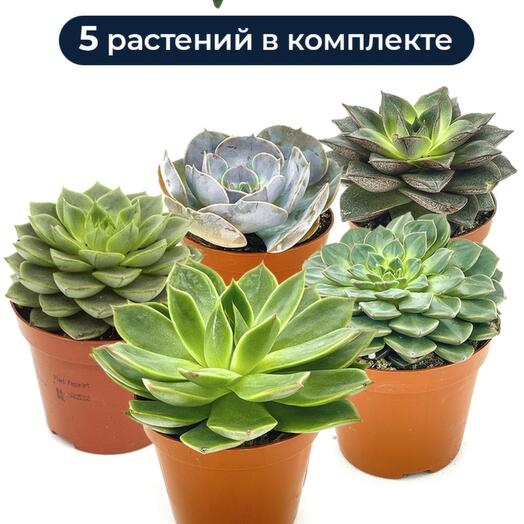 Суккуленты микс, Живые растения в Москве, купить по цене 2350 руб ...