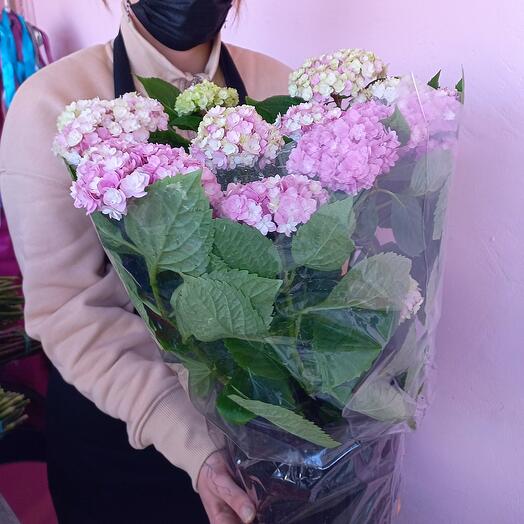 Гортензия крупнолистная в горшке, Live Plants Irkutsk, buy at a price ...