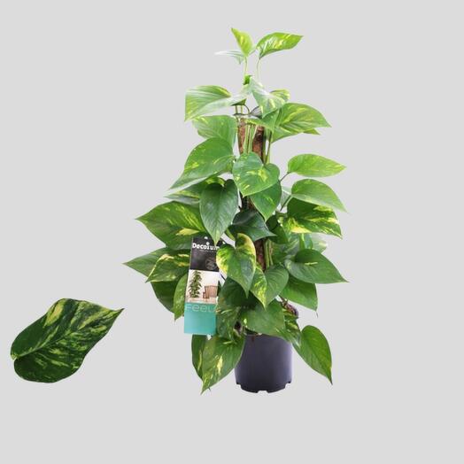 Epipremnum Pinnatum moss covered stick, Live plants Tbilisi, buy at a ...