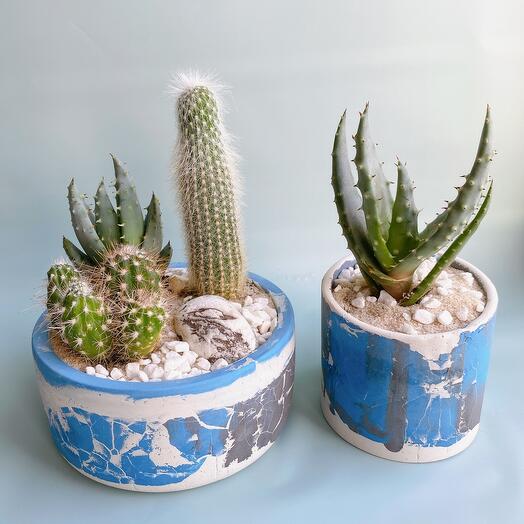 Набор суккулентов в кашпо ручной работы, Live Plants Kazan, buy at a price of 2890 RUB ...