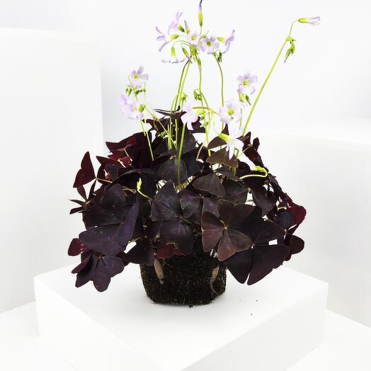 Oxalis Triangularis o Mariposa, Live Plants Valencia, Província de ...